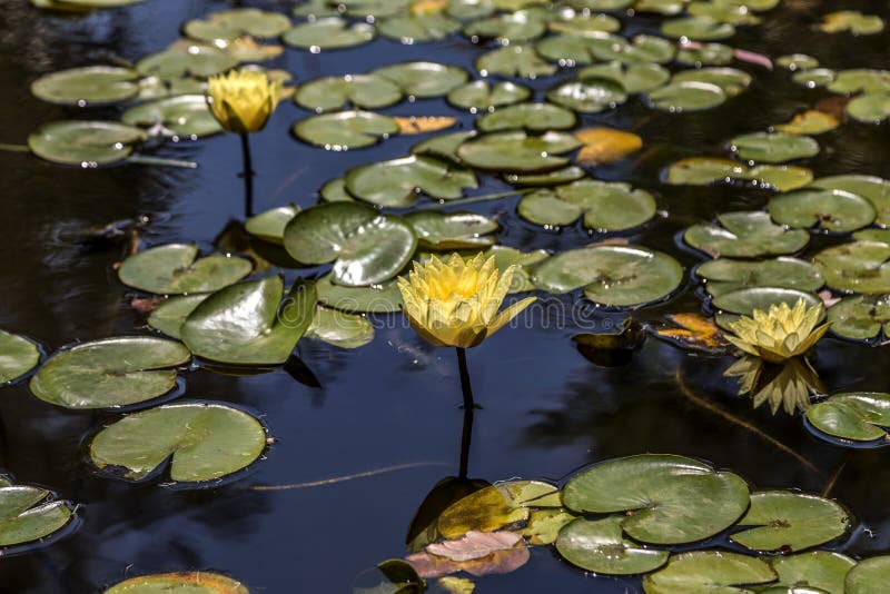 Parque Kiryat Sefer En Tel Aviv Imagen de archivo - Imagen de banco ...