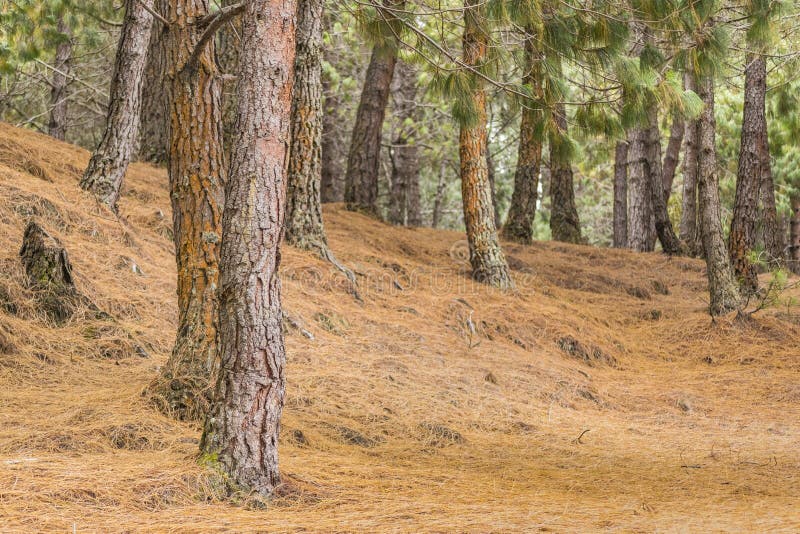 Parque Nacional Cuenca Ecuador De Cajas Foto de archivo - Imagen de ...