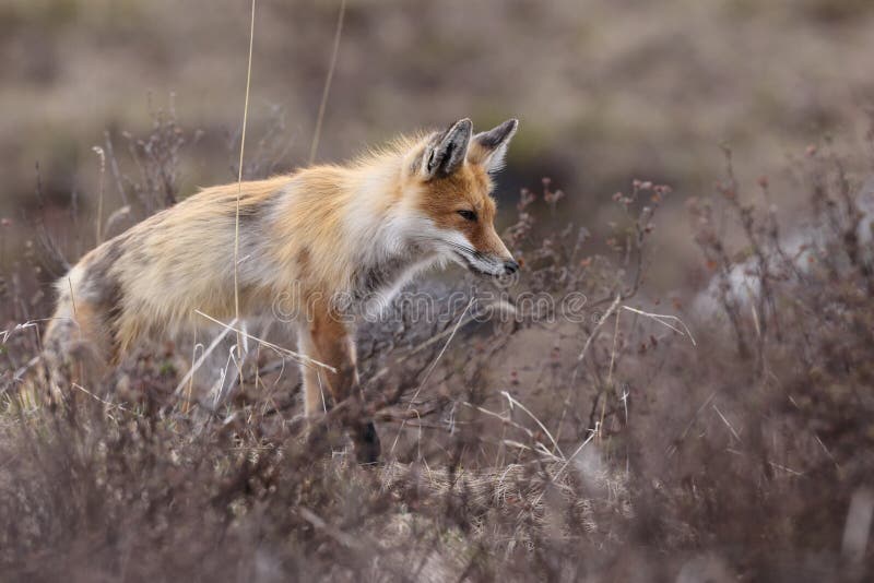 Parque Nacional De Fox Banff Alberta Canada Foto de archivo - Imagen de ...