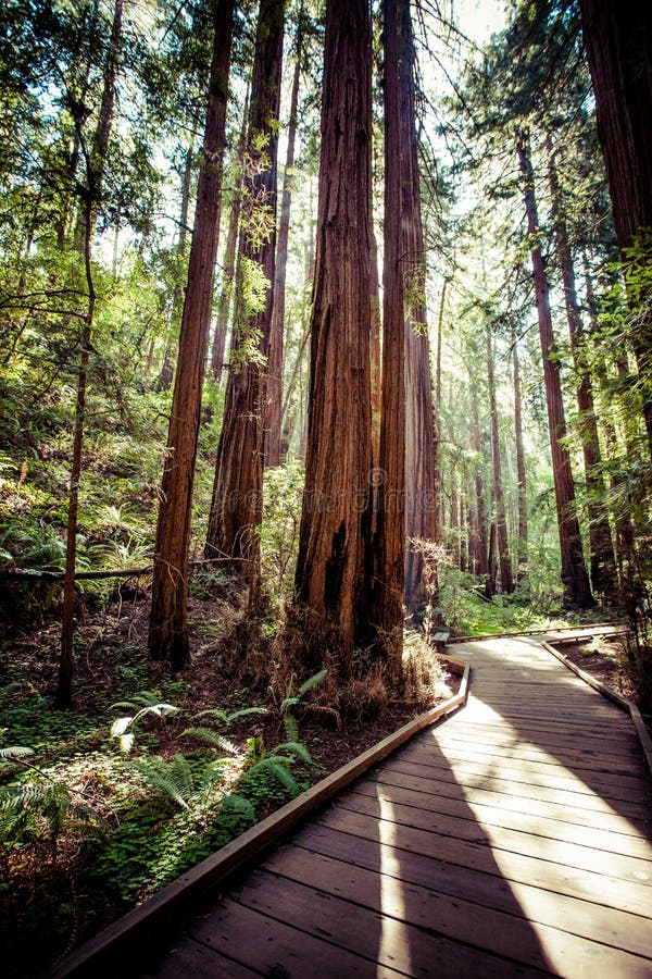 Camino En El Parque Nacional De La Secoya Del Bosque, California Los E ...