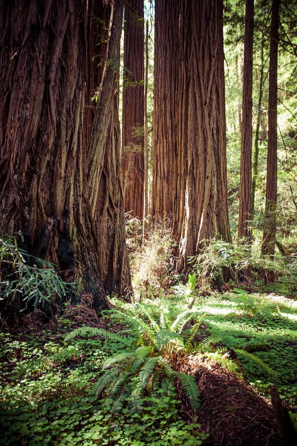Parque Nacional De La Secoya En California, Los E.E.U.U. Imagen de ...