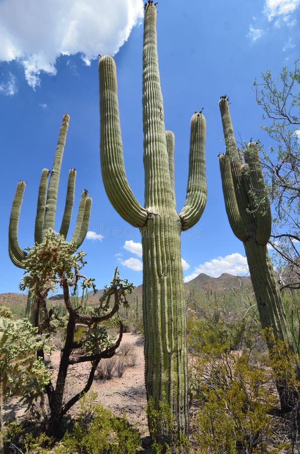Arizona, Tucson, EUA, 9 De Abril De 2015, Parque Nacional Saguaro West ...
