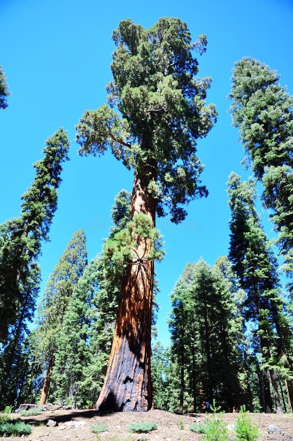 Secoya gigante imagen de archivo. Imagen de senderismo - 24890927