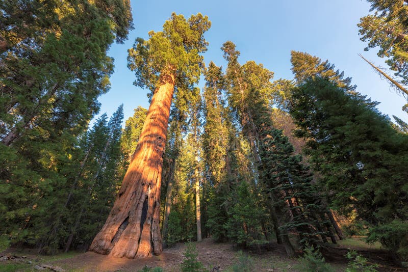 Parque Nacional De Secoya En California Imagen de archivo - Imagen de ...