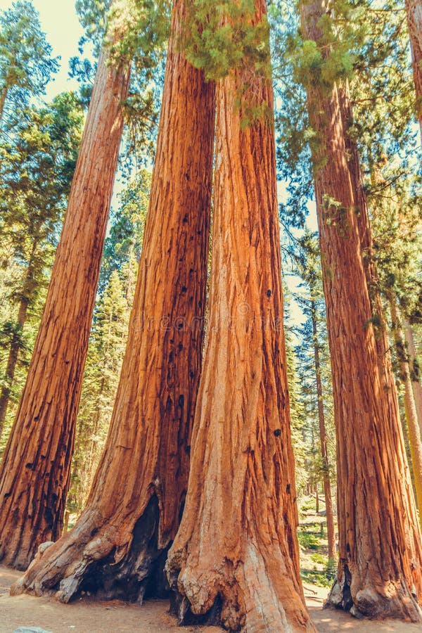Parque Nacional De Secoya En California Foto de archivo - Imagen de ...