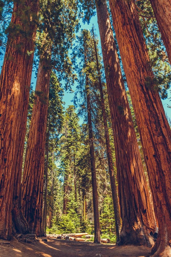 Parque Nacional De Secoya En California Foto de archivo - Imagen de ...