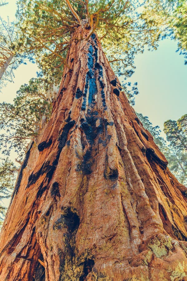 Parque Nacional De Secoya En California Imagen de archivo - Imagen de ...