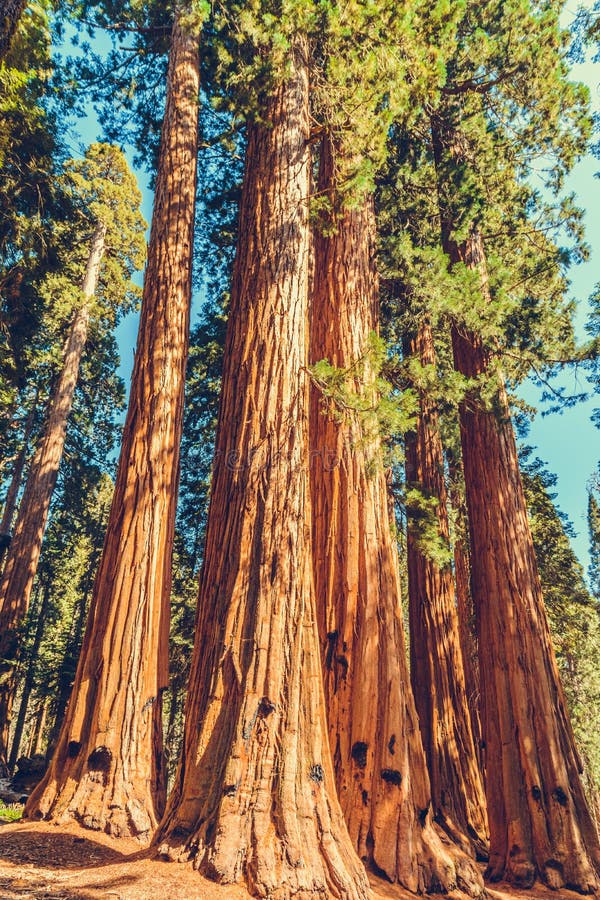 Parque Nacional De Secoya En California Imagen de archivo - Imagen de ...