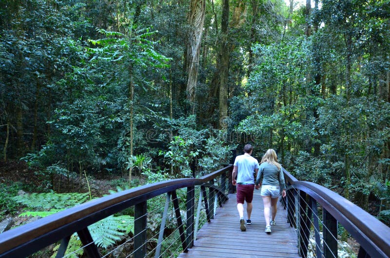 Parque Nacional De Springbrook - Queensland Australia Fotografía ...