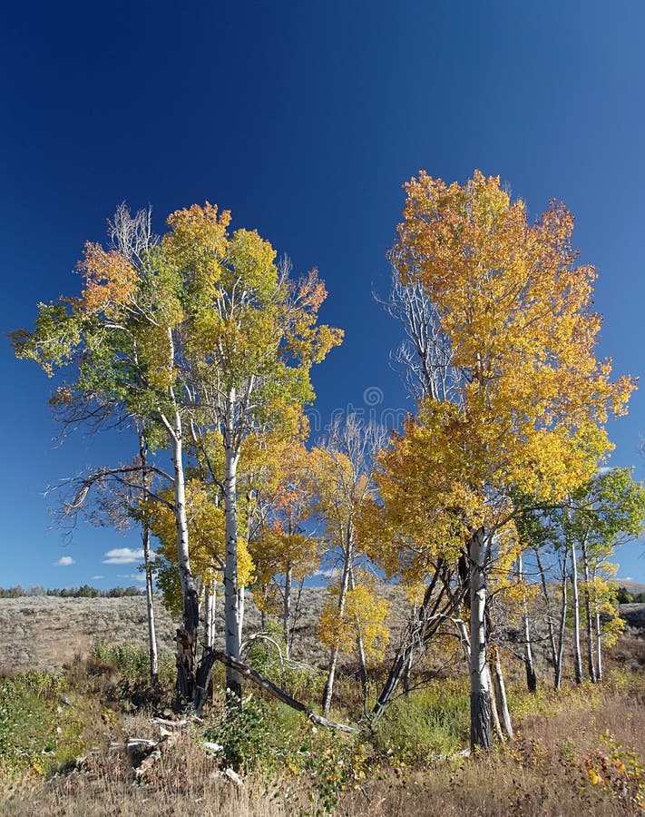 Parque Nacional De Yellowstone: Abedules Imagen de archivo - Imagen de ...