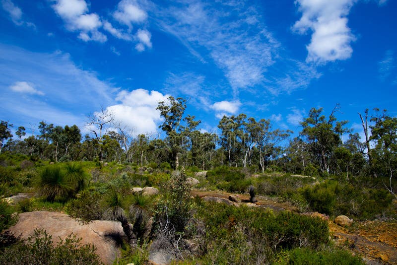Parque Nacional John Forrest Imagen de archivo - Imagen de canguro ...