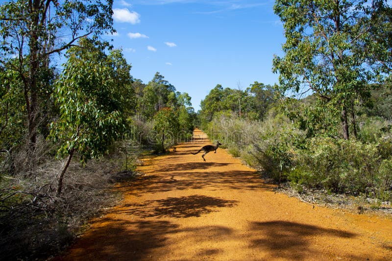 Parque Nacional John Forrest Foto de archivo - Imagen de arbusto ...