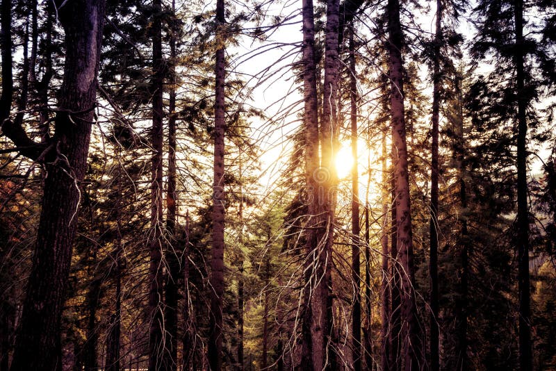 Parque Nacional Los E.E.U.U. De Secoya Imagen de archivo - Imagen de ...