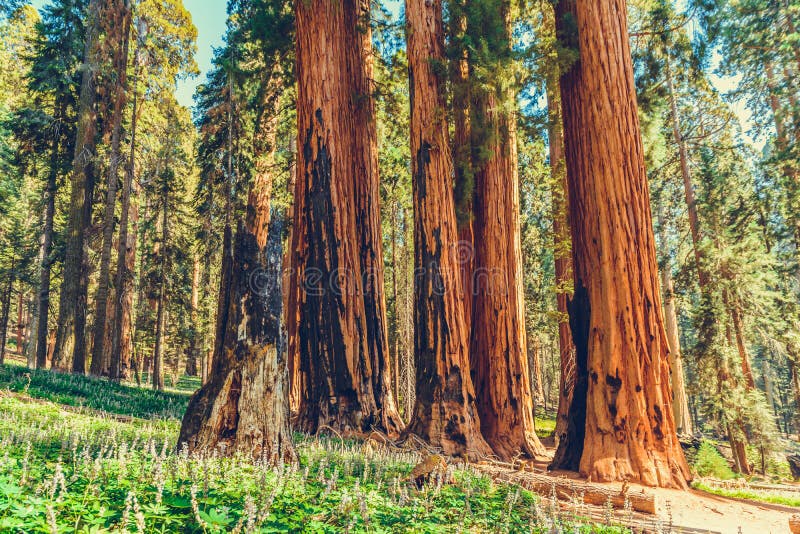 Parque Nacional Sequoia En California Imagen de archivo - Imagen de ...