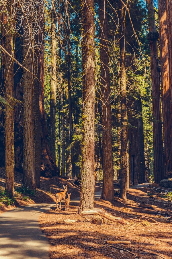 Parque Nacional Sequoia En California Imagen de archivo - Imagen de ...