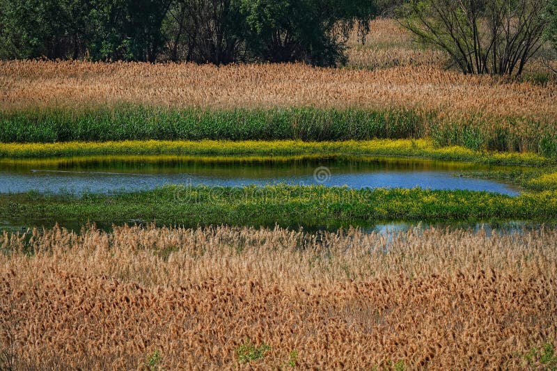 Parque Natural De Vacaresti E Lago Foto de Stock - Imagem de ...
