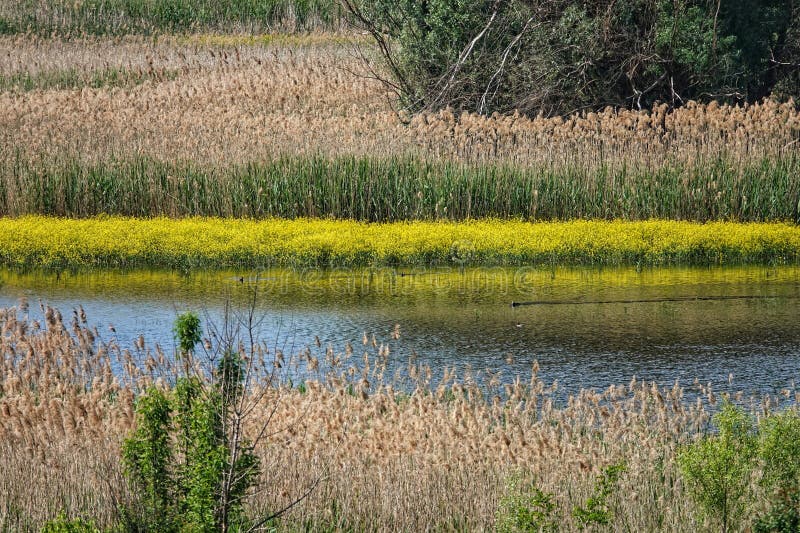 Parque Natural De Vacaresti E Lago Foto de Stock - Imagem de romênia ...