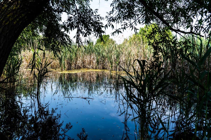 Parque Natural Vacaresti Delta O Vacaresti Imagen de archivo - Imagen ...
