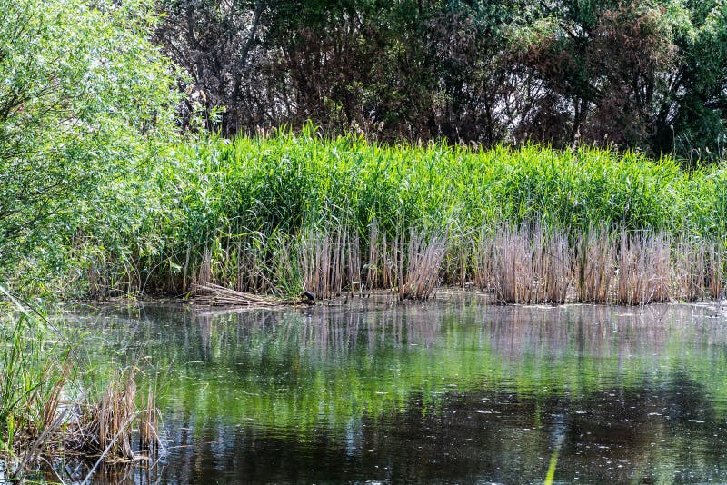 Parque Natural Vacaresti Delta O Vacaresti Imagen de archivo - Imagen ...