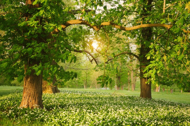 Parque soleado imagen de archivo. Imagen de roble, hierba - 123344707