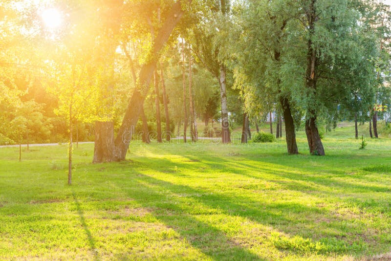 Parque Soleado Con El Haz Luminoso Foto de archivo - Imagen de asoleado ...