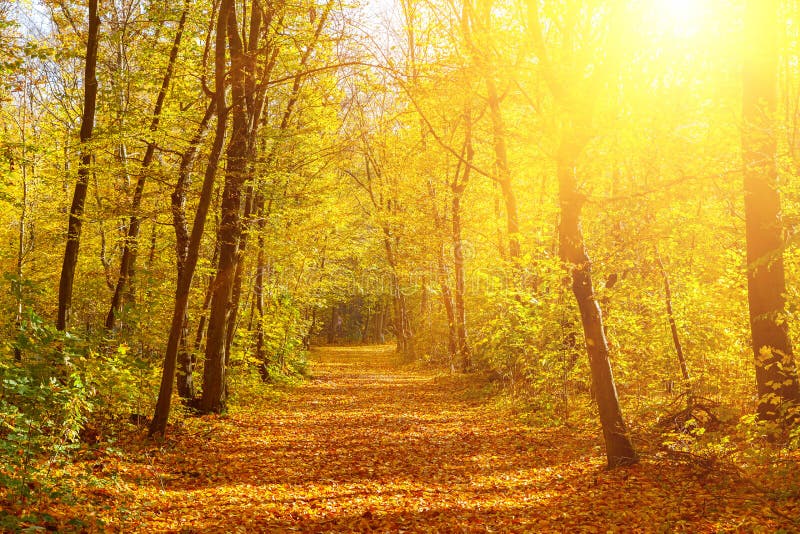 Parque soleado del otoño imagen de archivo. Imagen de anaranjado - 33685943