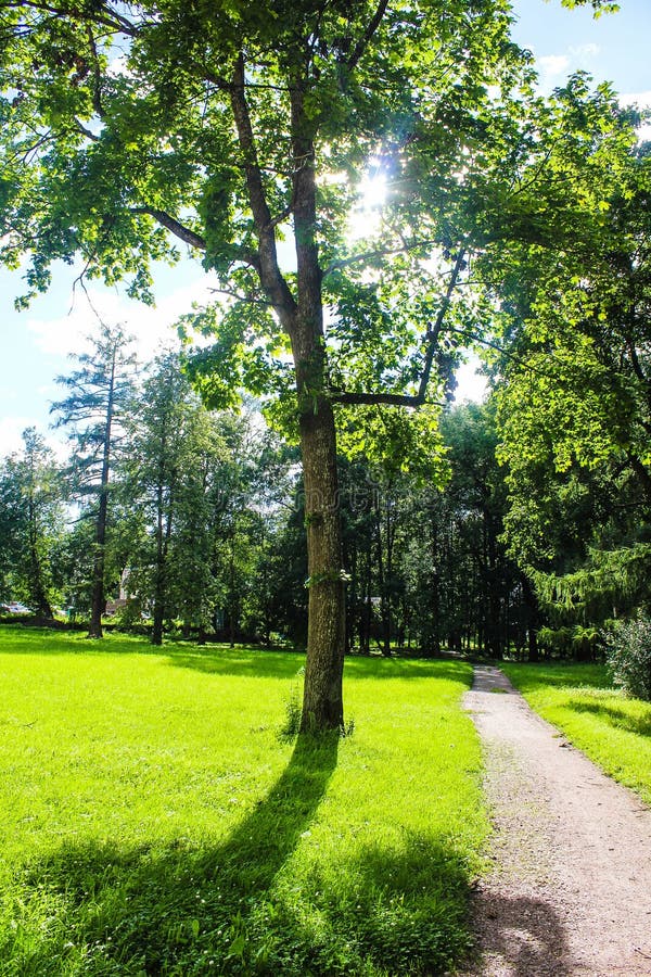 Parques verdes foto de archivo. Imagen de carril, tronco - 75019534