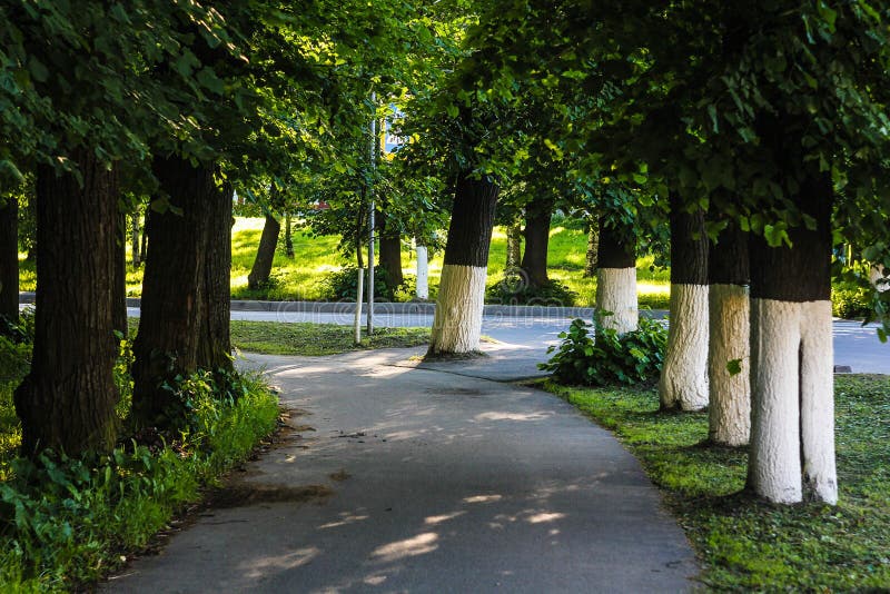 Parques verdes foto de archivo. Imagen de carril, tronco - 75019534