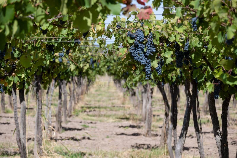 Parral Fine Grapes, in Mendoza, Argentina Stock Photo - Image of ...