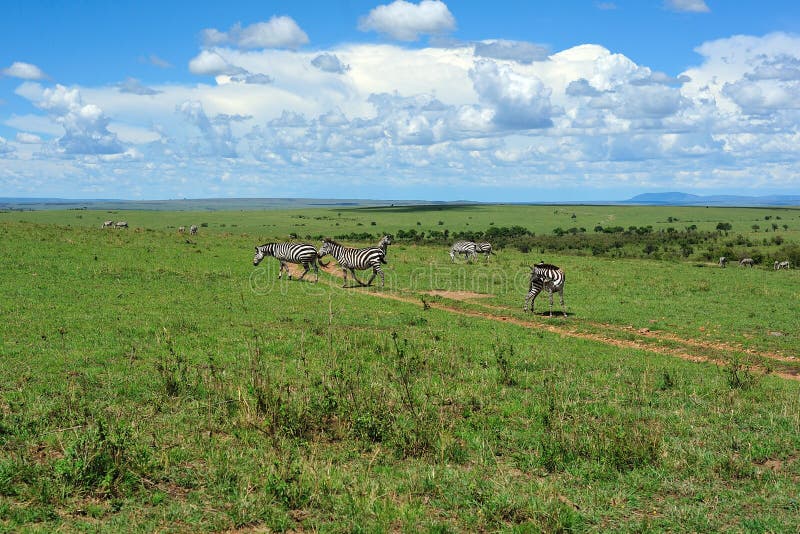 Prairie and zebra Africa stock image. Image of african - 40345587