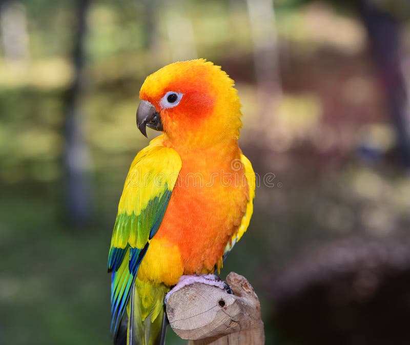 Conuro del sole fotografia stock. Immagine di faccia - 56666898