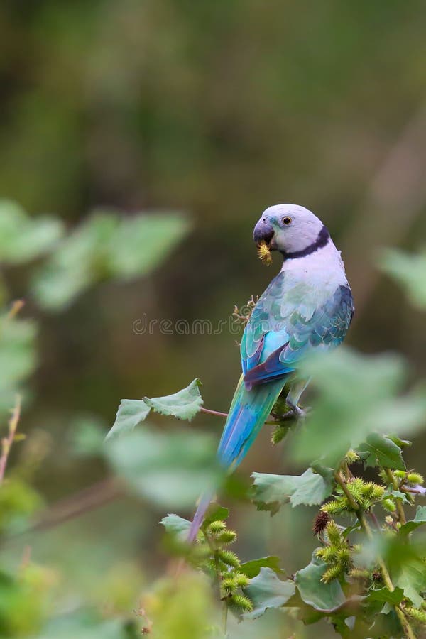 Pappagallo Di Malabar - Parrocchetto Blu-alato - Psittacula Columboides ...
