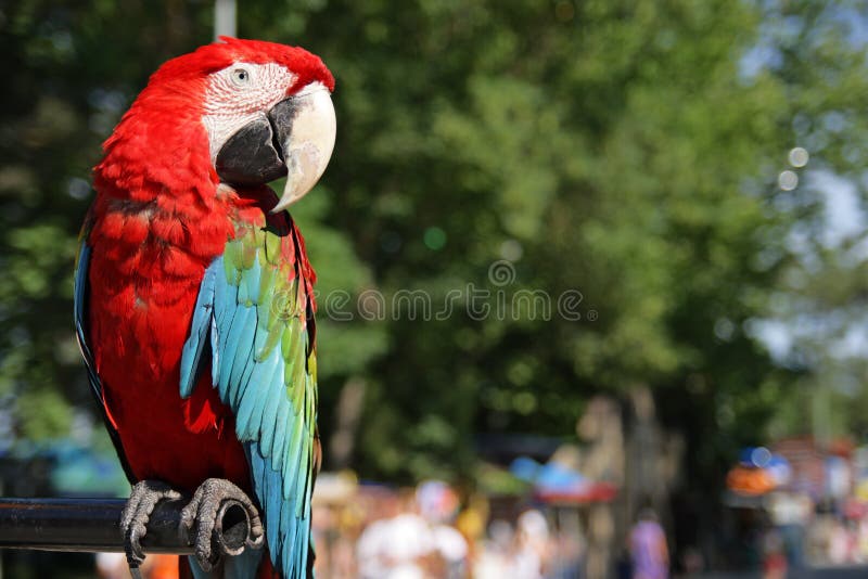 Traditional OX Cart Desaturated Stock Photo - Image of traditional ...