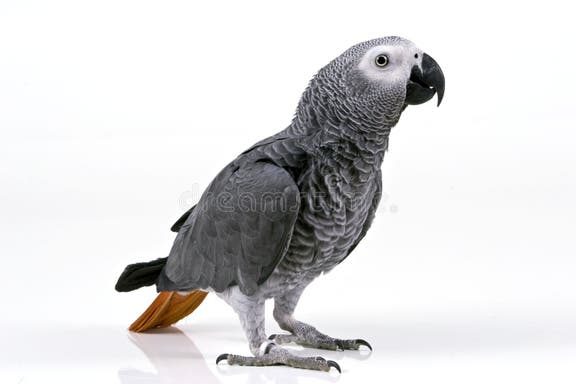 Parrot stock image. Image of grey, nature, beauty, background - 10674963