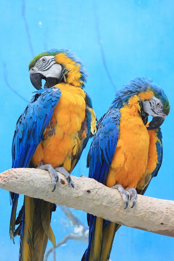 The parrot stock image. Image of wild, parrot, bird, macro - 11235369