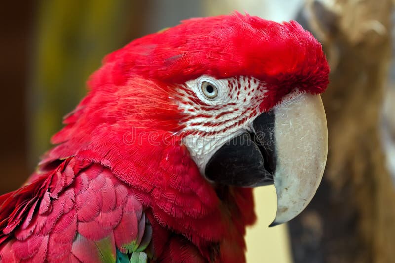 Man with parrots stock image. Image of lips, feather - 14827161