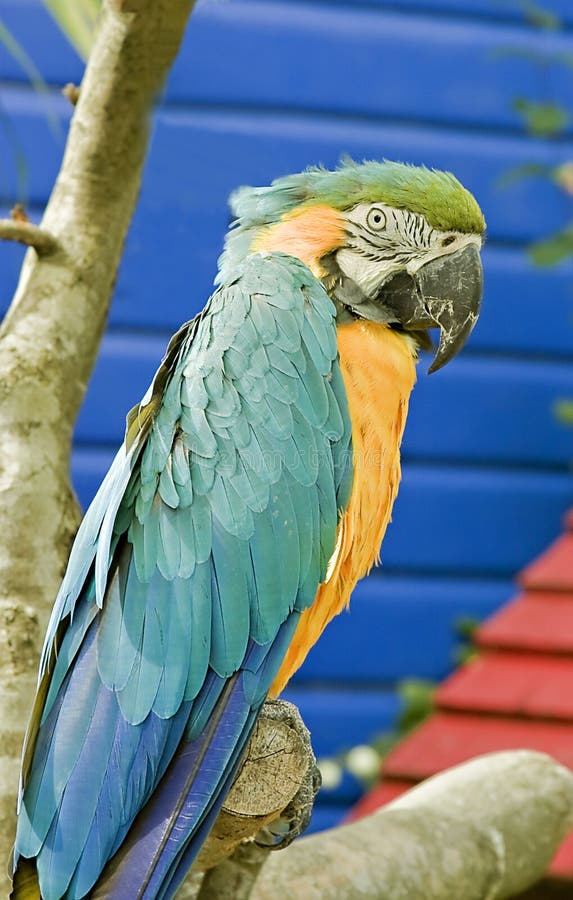Parrot stock image. Image of close, colorful, lovely, natural - 142161