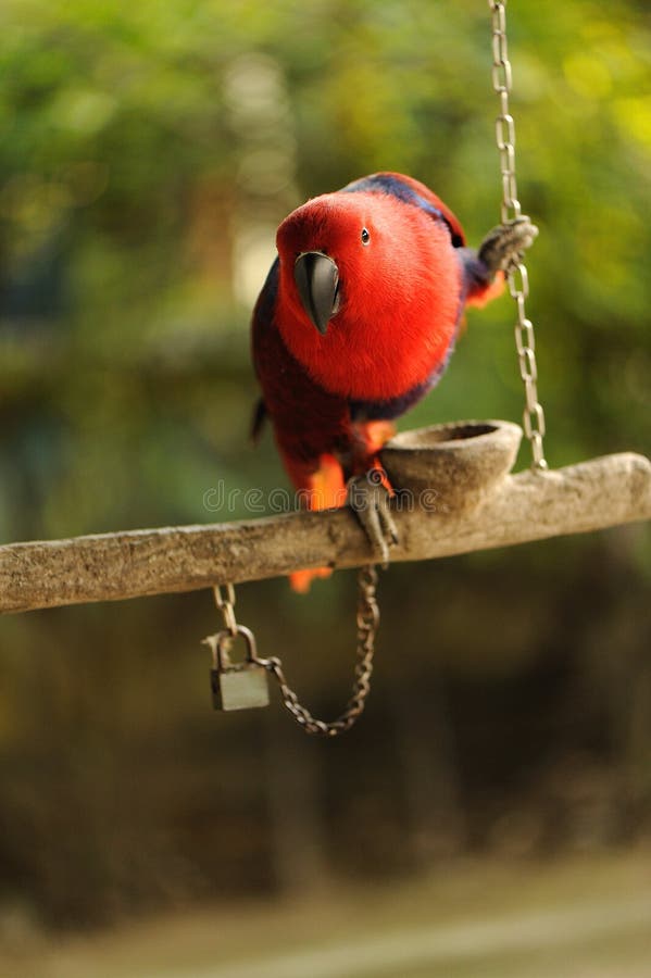 Parrot stock photo. Image of vacation, parrot, exotic - 11877260