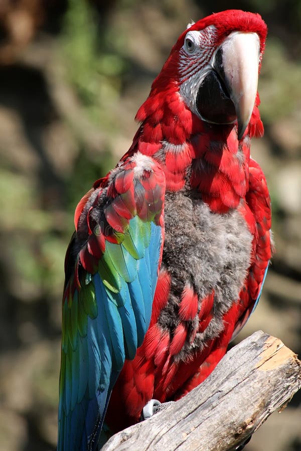 Parrot stock photo. Image of bird, wild, macaw, wood - 11998872