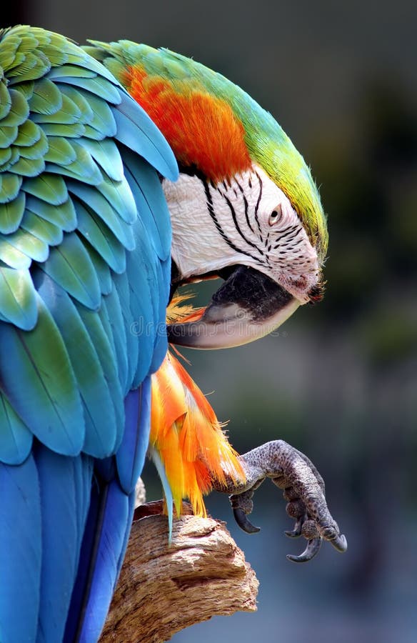Parrot stock image. Image of close, colorful, lovely, natural - 142161