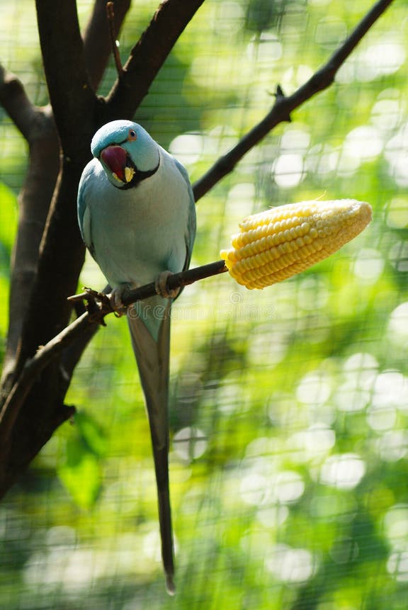 Parrot stock image. Image of tropical, closeup, animal - 12587535