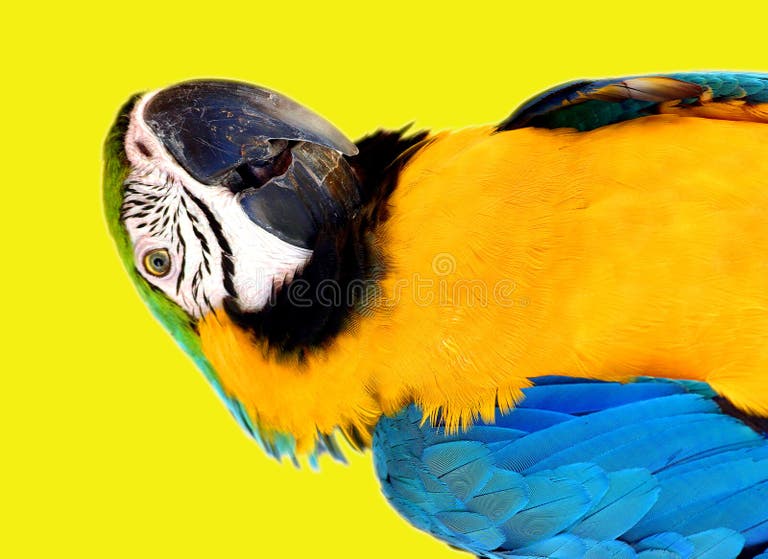 161 Polly Parrot Cartoon Stock Photos - Free & Royalty-Free Stock ...