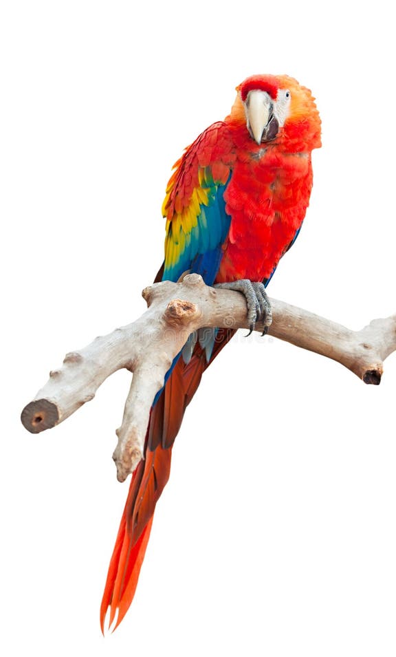Parrot stock photo. Image of isolated, tropic, tropical - 13099710