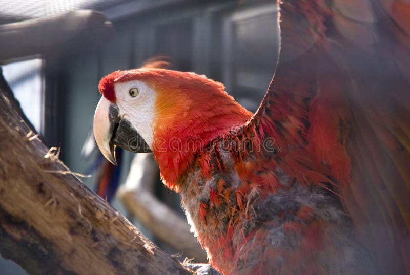 Parrot stock image. Image of hair, feathers, bird, zoom - 13150679