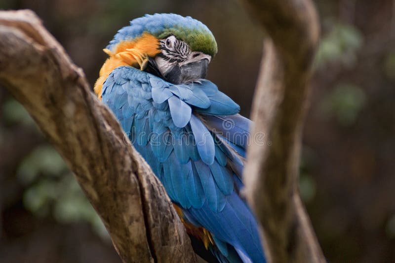 Parrot stock image. Image of animal, climb, grab, bird - 13164587