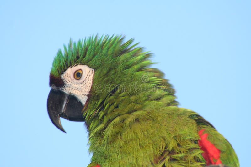 Parrot stock image. Image of animal, peru, parrot, bird - 13672677