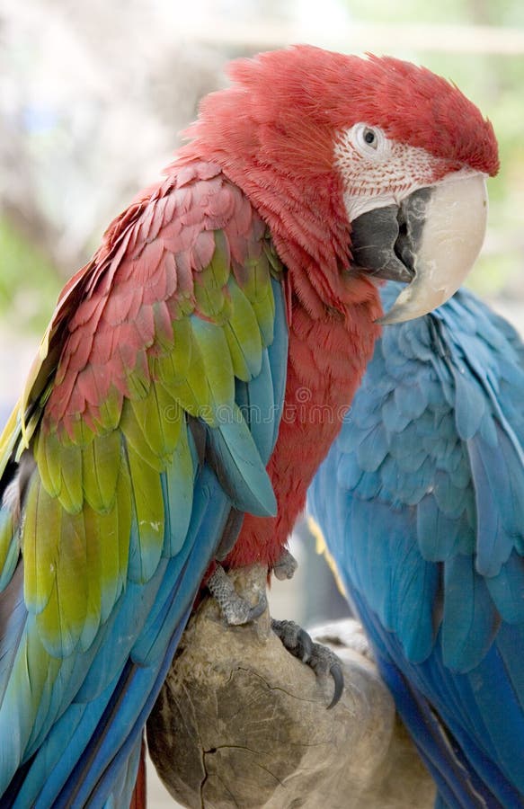 Parrot stock photo. Image of green, blue, sleep, stand - 13998570