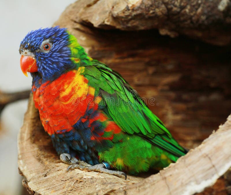 Pennant s parakeet stock image. Image of beak, close - 19501539