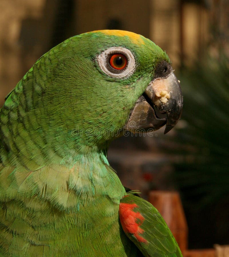 Parrot stock image. Image of brasil, south, peru, southamerica - 14096677