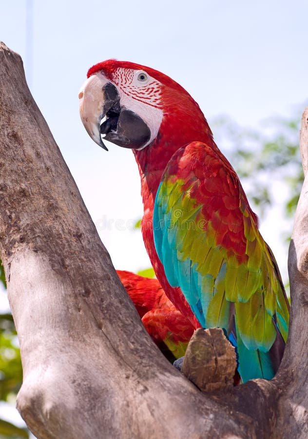 Parrot stock image. Image of tree, branch, nature, cute - 15306543